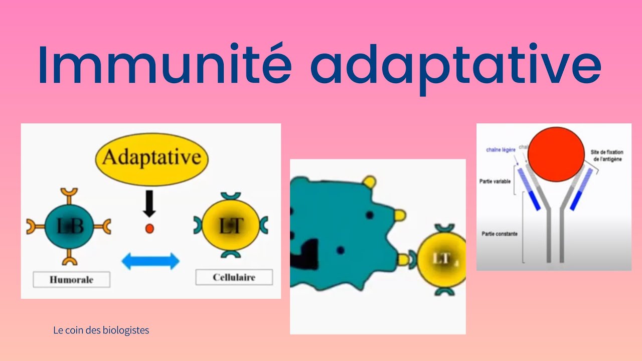 Immunité adaptative - YouTube