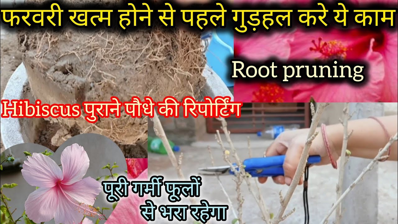 फरवरी मे गुड़हल पर कीजिए ये काम hibiscus root pruning। cutting । reporting #hibiscus # ...