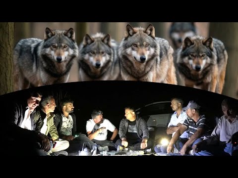 KÖYE İNEN KURT SÜRÜLERİ KÖPEKLERİ YİYEN SİYAH KURT ! YAŞANMIŞ OLAYLAR YENİ BÖLÜM - DEV KURT KANGAL
