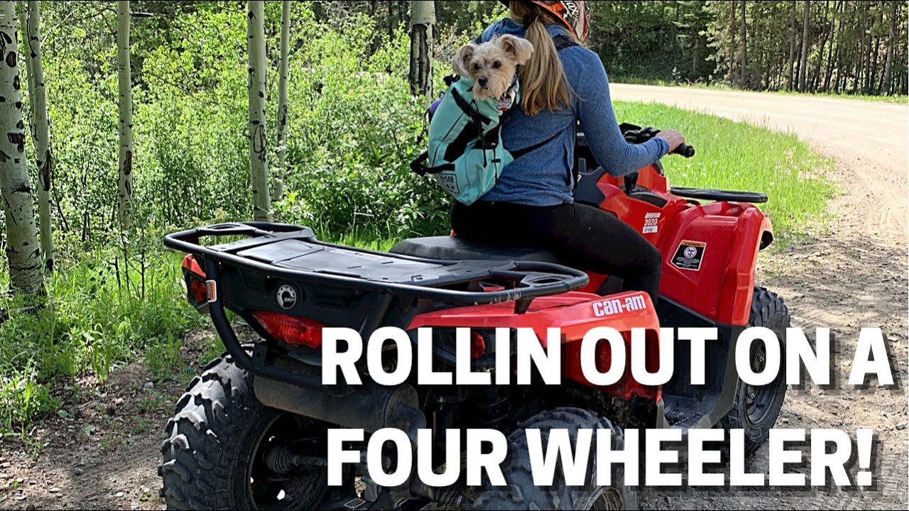 My Cute Dog Rides a Four Wheeler in the Mountains - YouTube