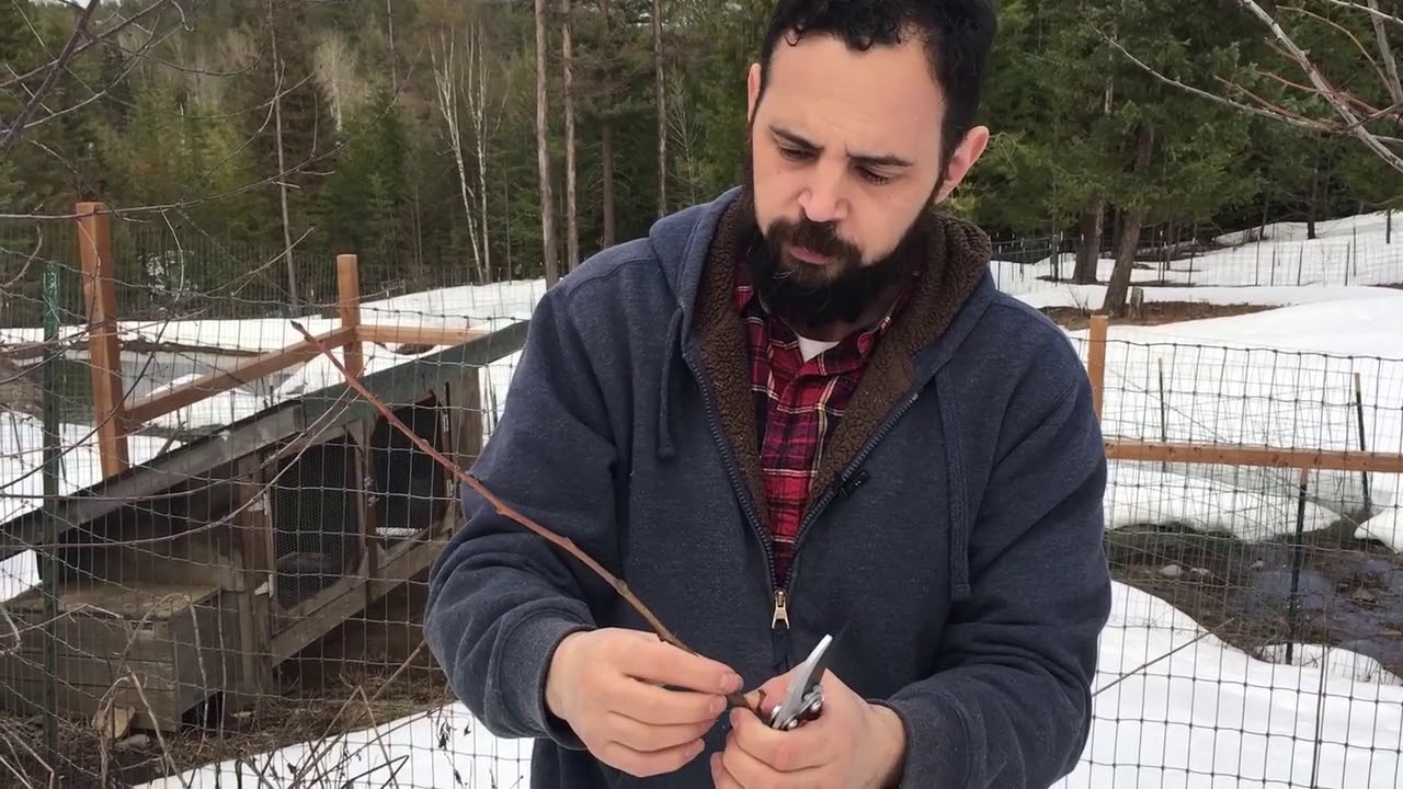 Harvesting Scion Wood for Grafting - YouTube