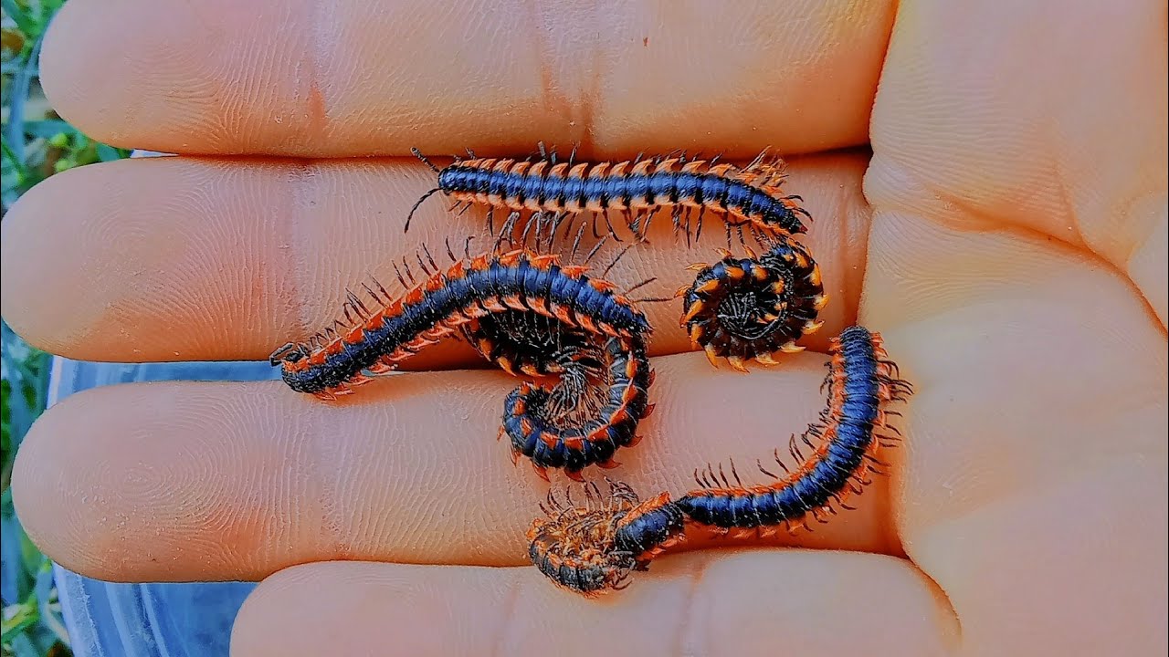 0062. How to finding millipedes - red ants scorpions - Nature insects ...