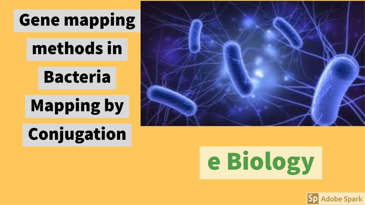 Gene Mapping in bacteria || Introduction and gene mapping through ...