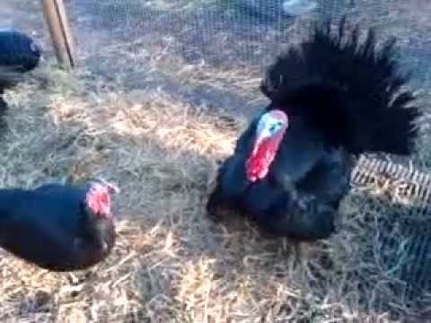 Meet Dude and friends our Norfolk Black Turkeys - YouTube