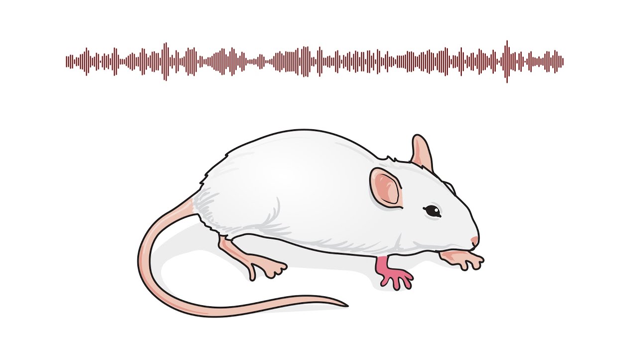How soft sounds might dull pain in mice - YouTube