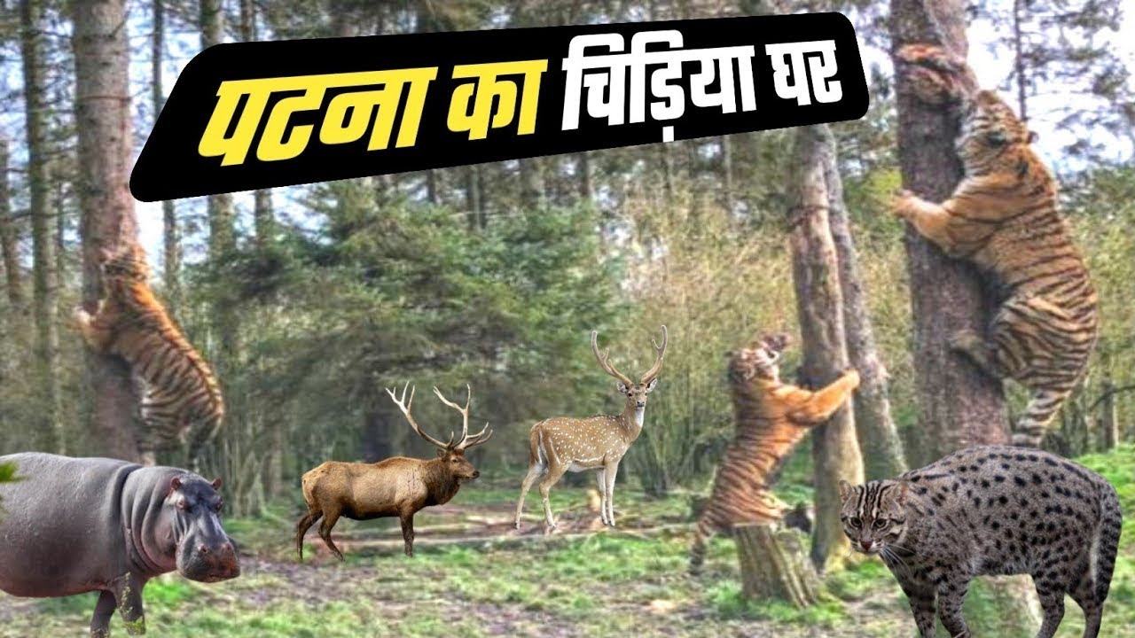 PATNA ZOO (05) | पटना का चिड़िया घर |Sanjay Gandhi Biological Park ...