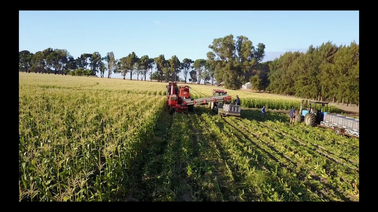 The birth of a farm. Blue Lakes. West Australian Corn Growers. Peter ...