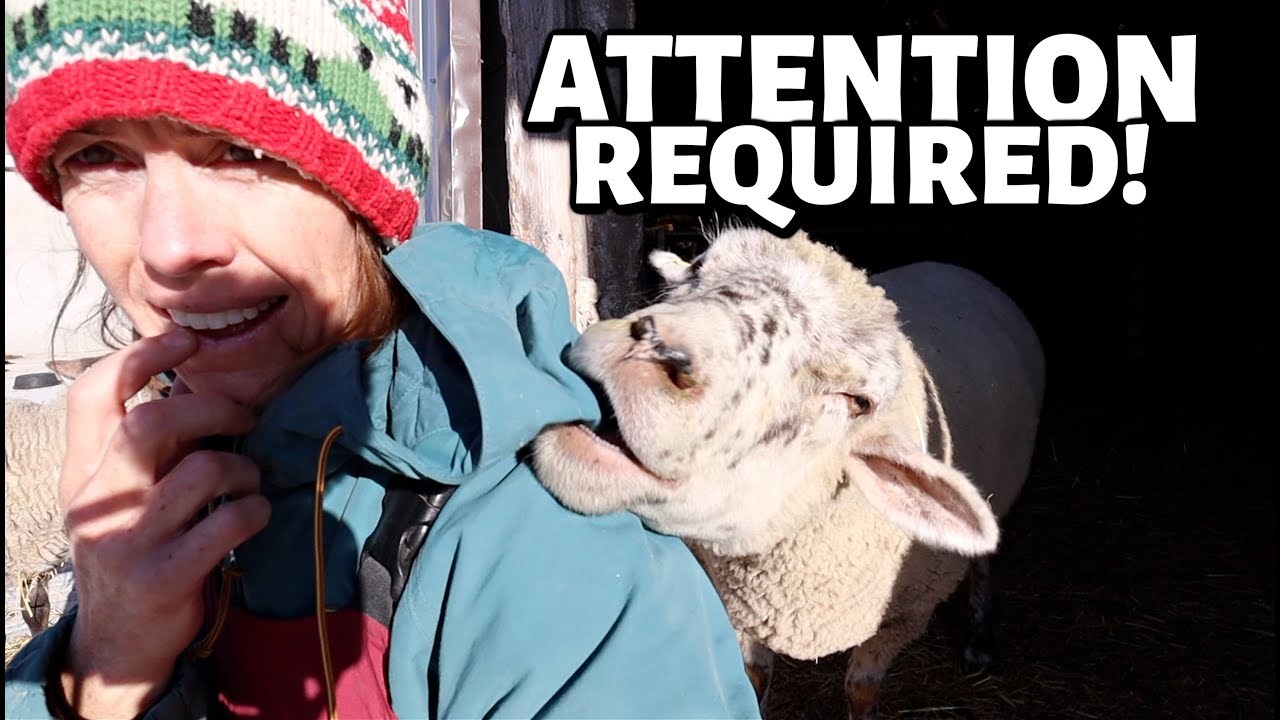 Sheepishly Me – Opening Soon