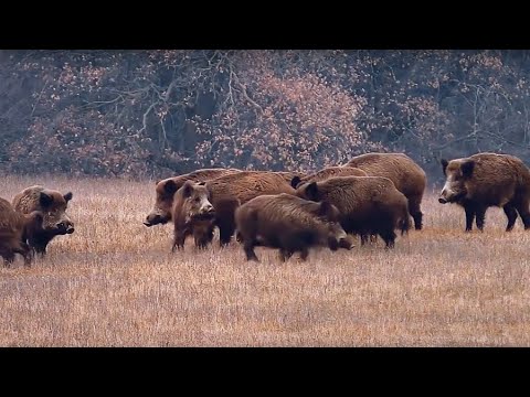 Hunting | Jagd & Natur Filme auf HUNT ON DEMAND - Jagdkrone - YouTube