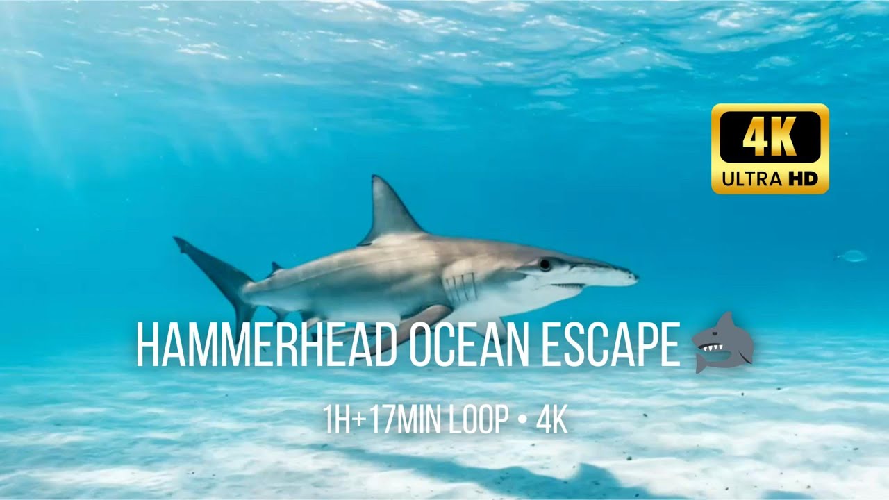 🦈 1h+17min Hammerhead Ocean Loop | Deep Sea Relaxation | Ambient ...