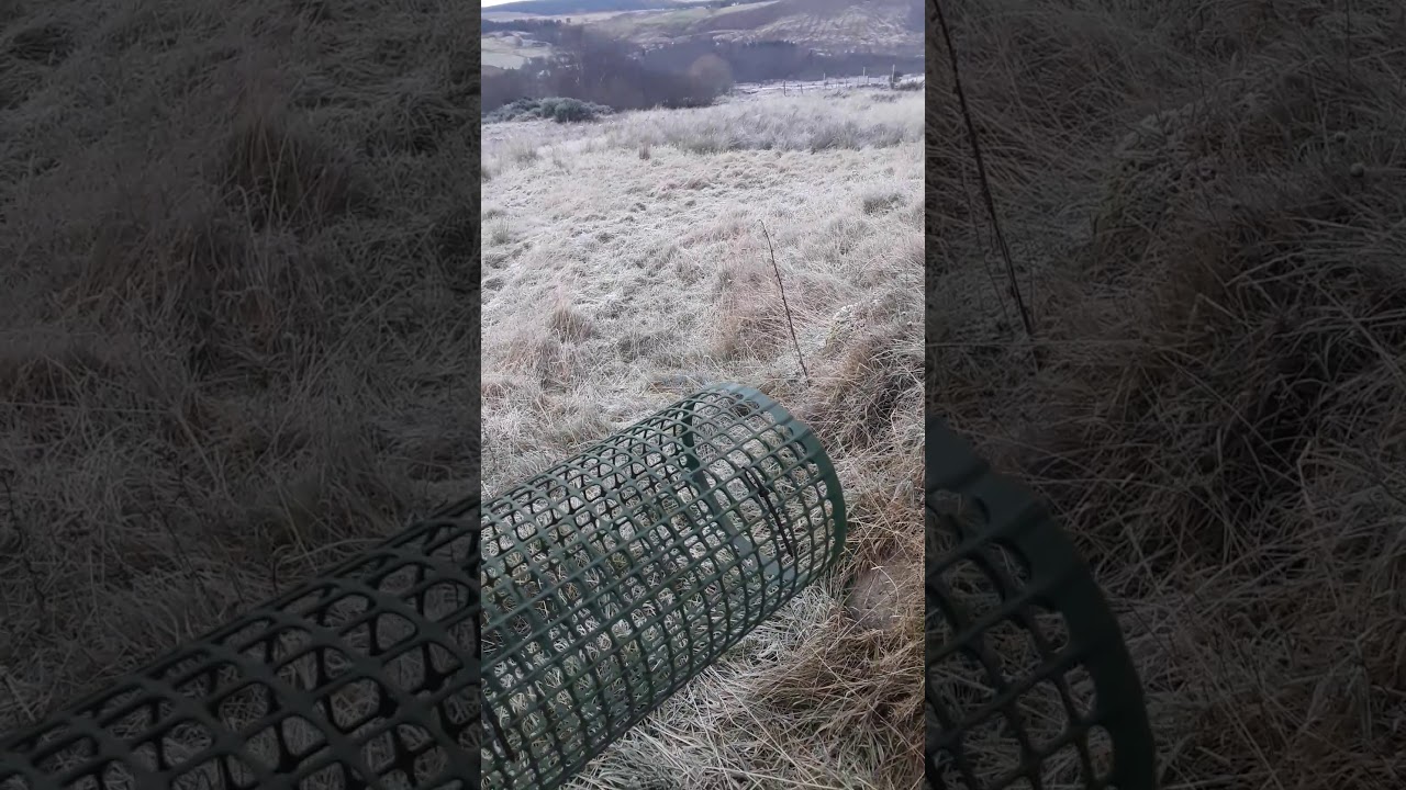 Vole guards for the nut trees - YouTube