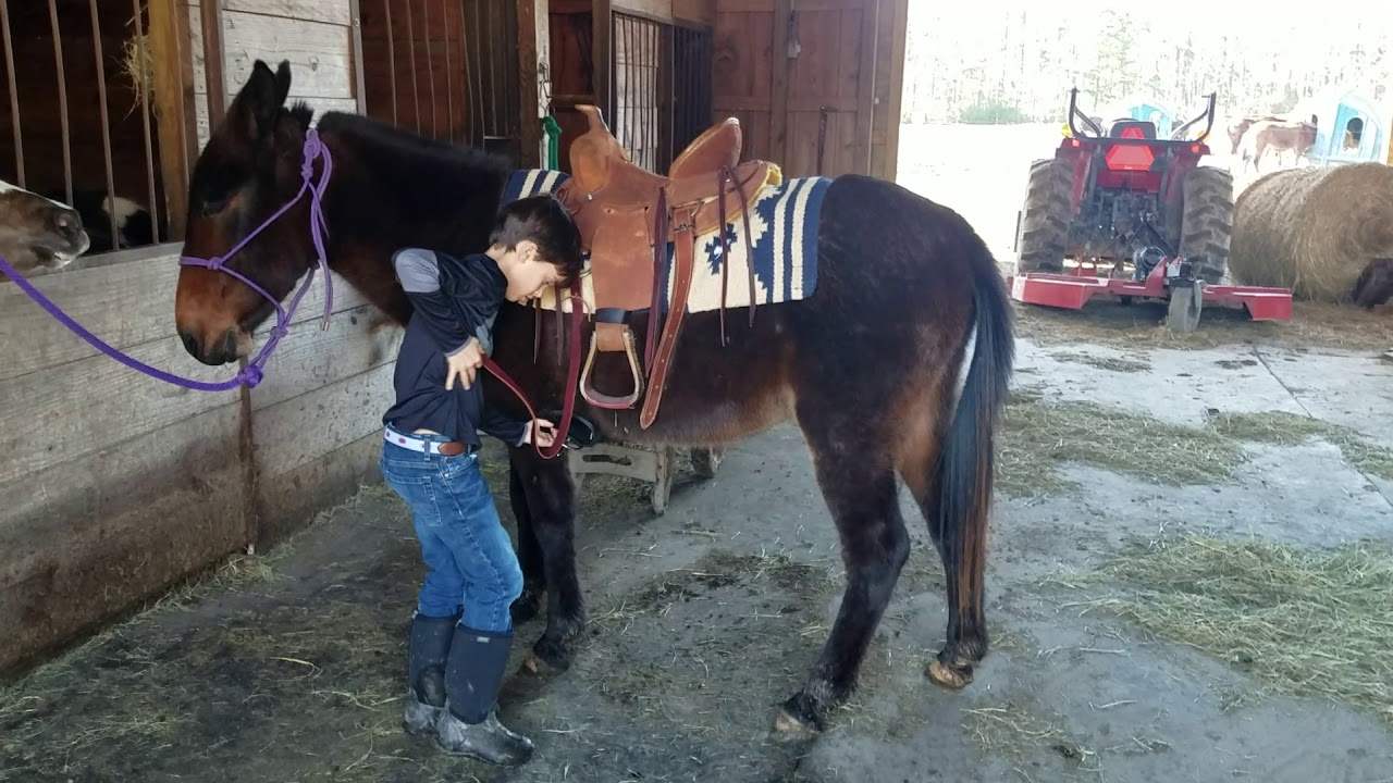 Kids pony mule saddling - YouTube