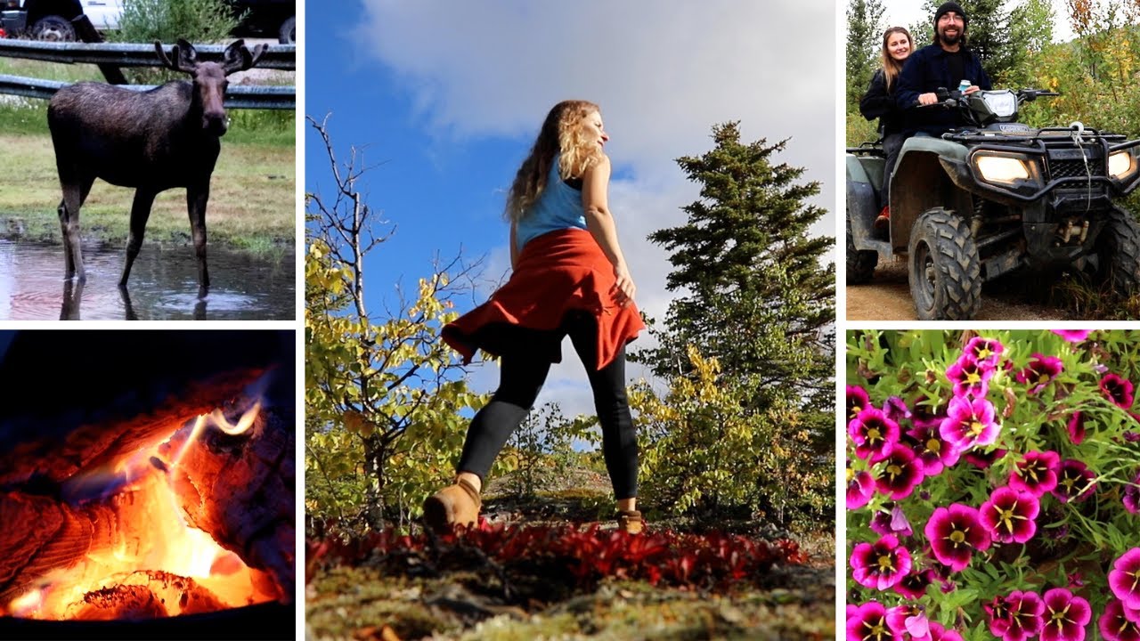 Summer in Interior Alaska | Harvesting Wild Blueberries | Hiking in ...