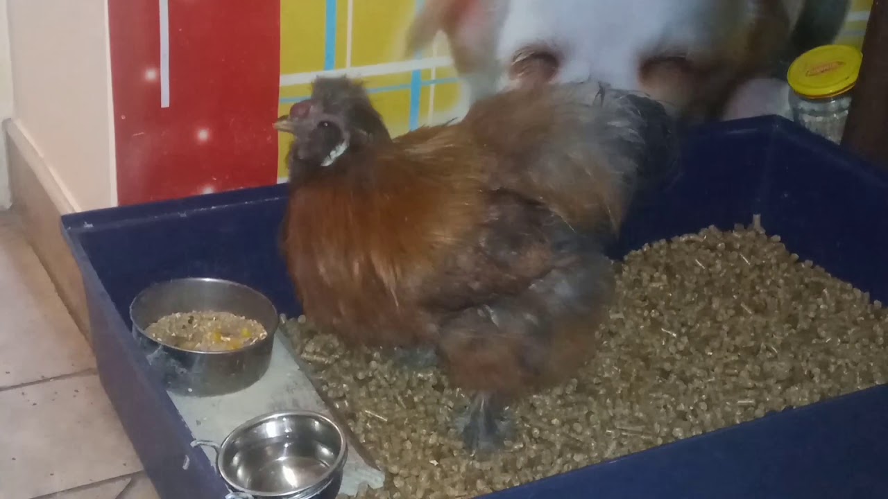 Obiadek/Blind Chicken Having Lunch - YouTube
