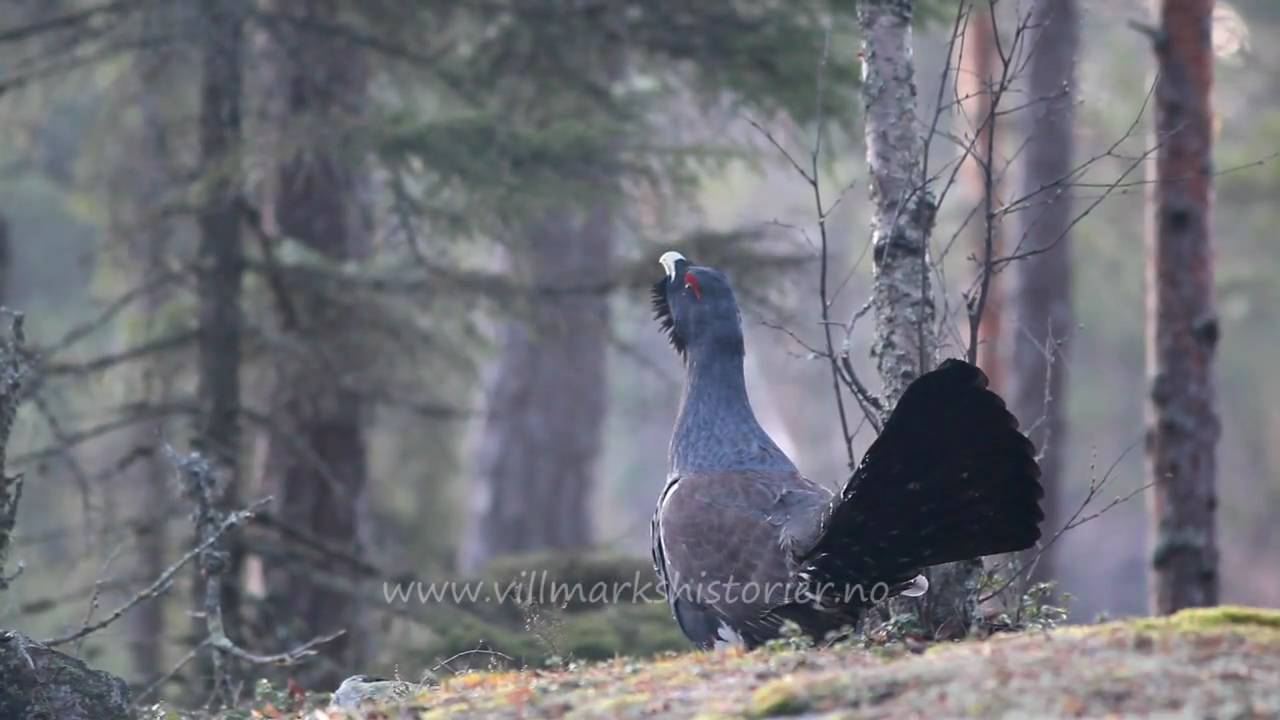 Spillende Tiur i Telemark ( Capercaillie in Telemark - Norway) - YouTube