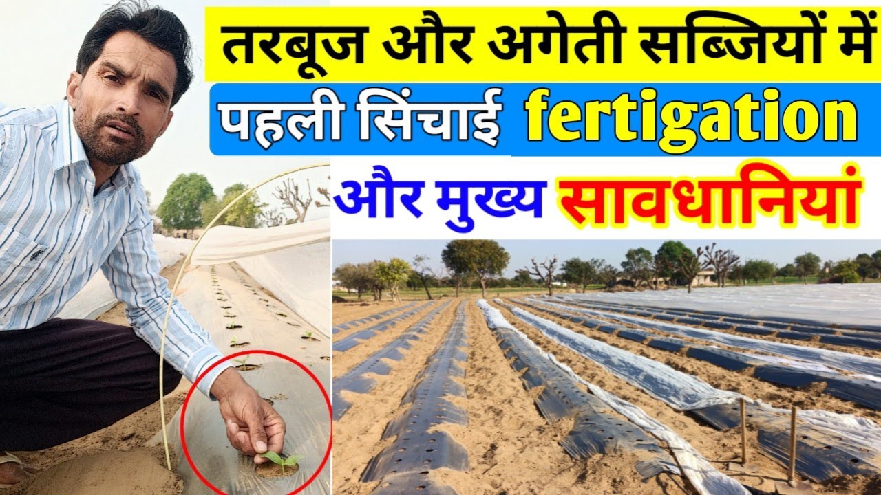 tarbooj 🍉और अगेती सब्जियों में पहली सिंचाई fertigation और मुख्य ...