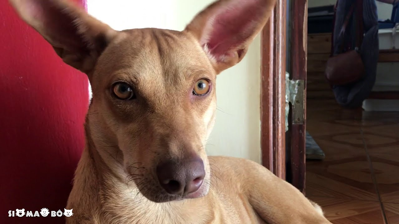 Bea - Si Ma Bo sweetest dog! - YouTube