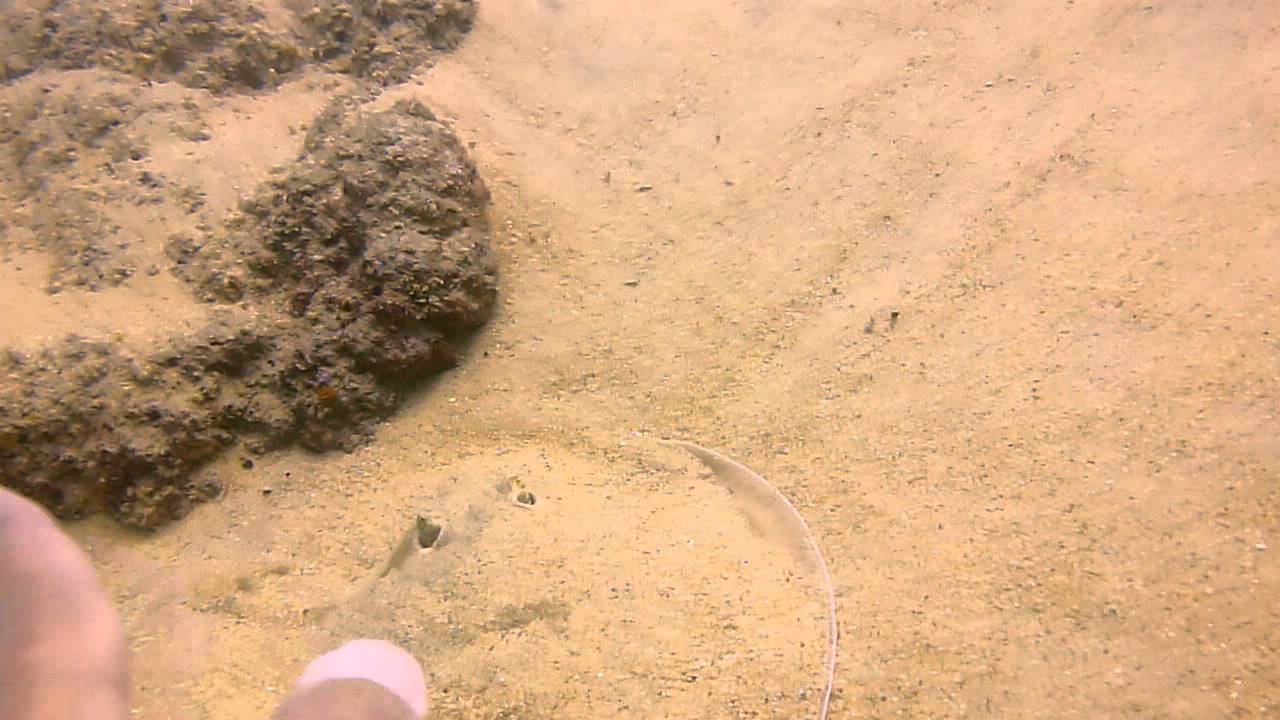 Marble ray couple @ Cabo san Lucas /Mexico - YouTube