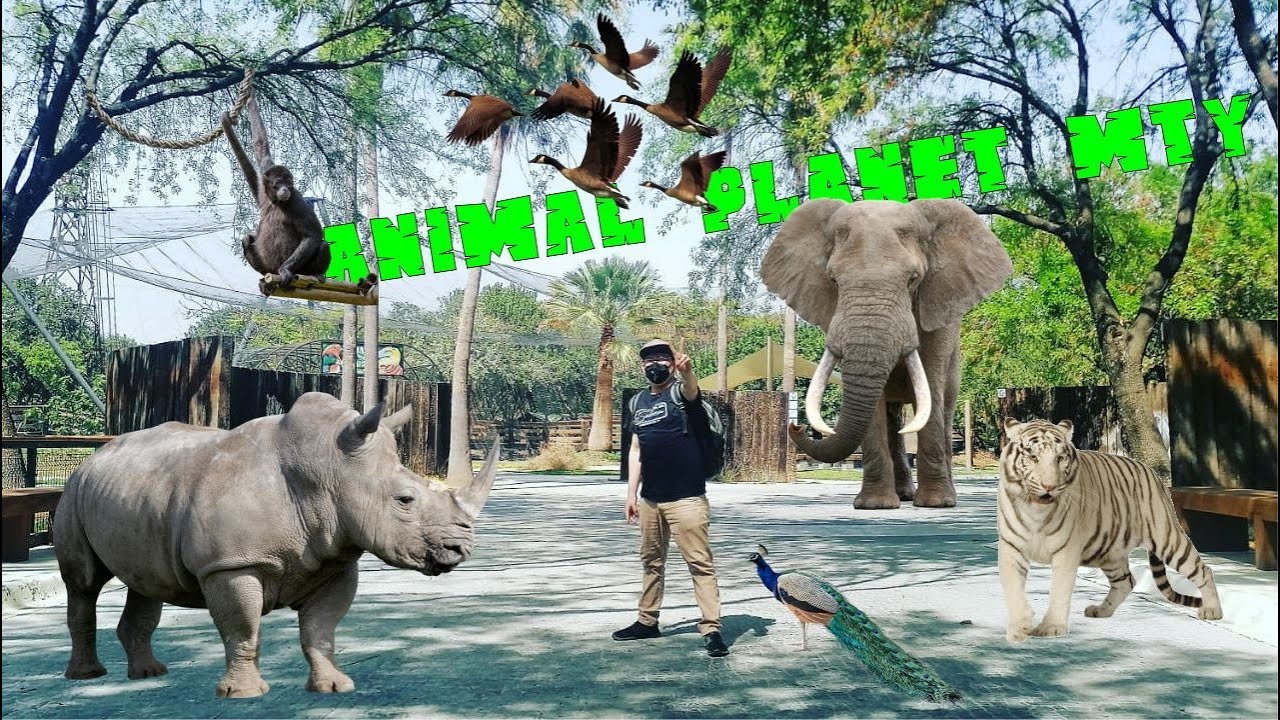 zoológico LA PASTORA EL ANIMAL PLANET de MONTERREY Nuevo León - YouTube