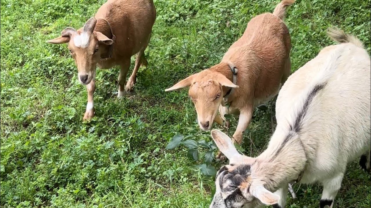 Beautiful lazy morning/saying good bye #goat #nigeriandwarf # ...