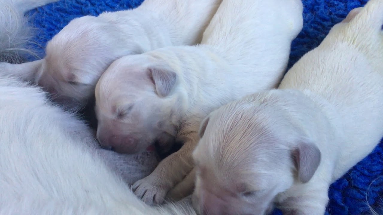 Wagging puppy dog tails - YouTube