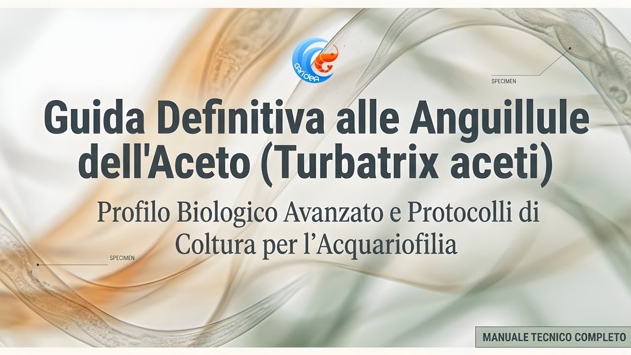 GUIDA DEFINITIVA ALLE ANGUILLULE DELL'ACETO (VINEGAR EELS - TURBATRIX ...