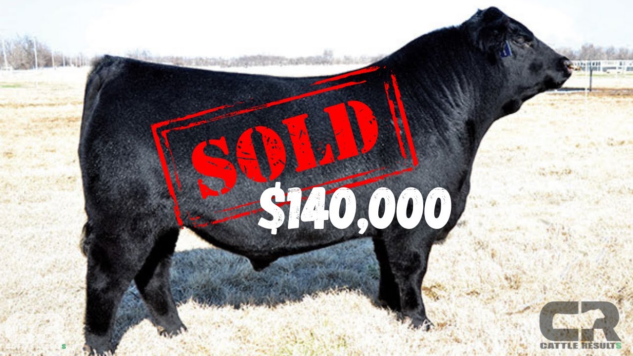 💲💲 $140,000 Black Angus Bull SOLD AT AUCTION, EXPRESS RANCHES, EXAR ...