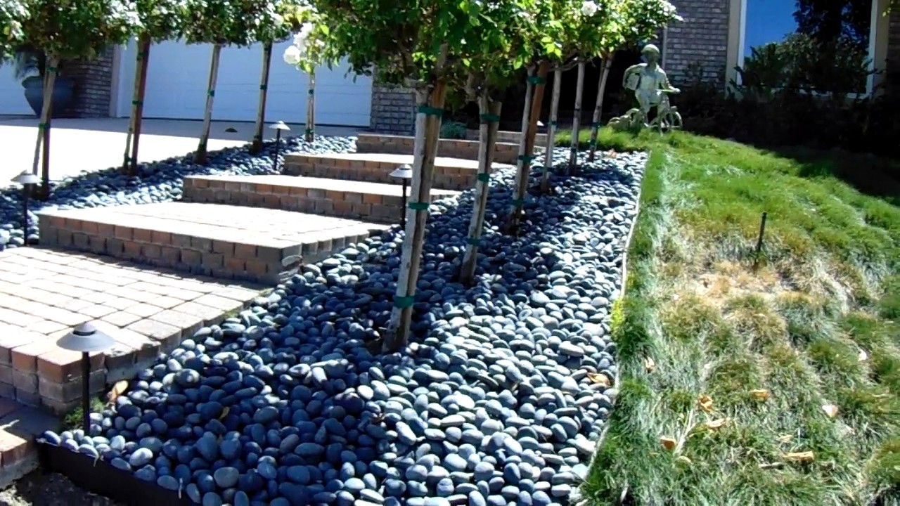 Mexican Beach Pebble Tree Rose Planterbed - YouTube