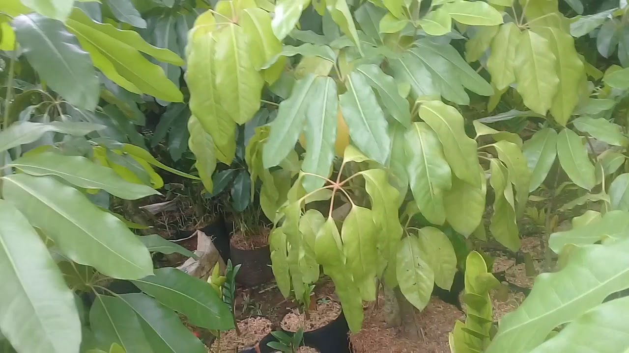 Walisongo Daun Lebar Tanaman Indoor | INSPIRASI TAMAN INDOOR - YouTube