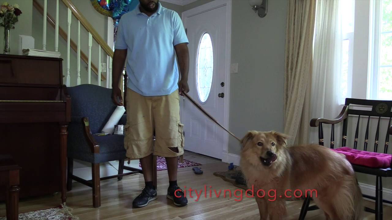 Training Insecure Aggressive Rescue Dog Pt 1 - YouTube