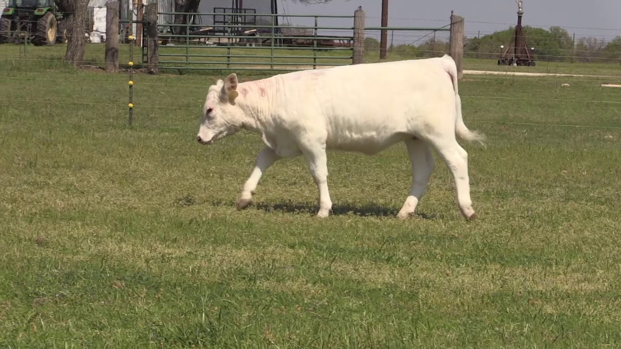 Jackson Tag 2624 - YouTube