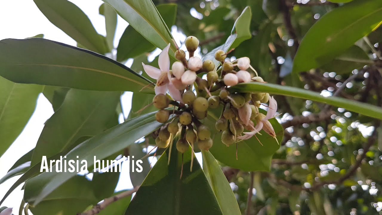 Ardisia humilis - YouTube