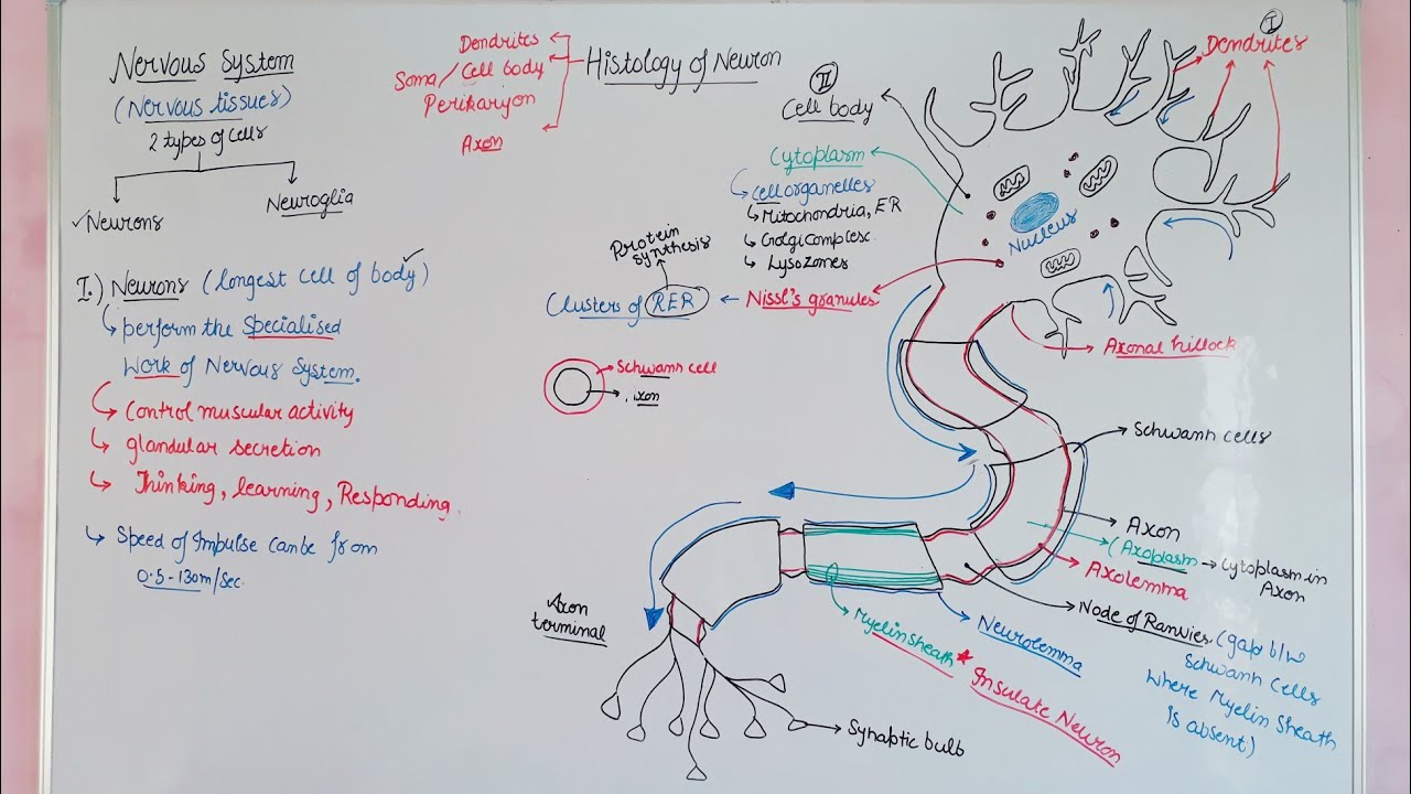 CBSE Class 11 Biology ||Neural Control and Coordination |Part-02 # ...