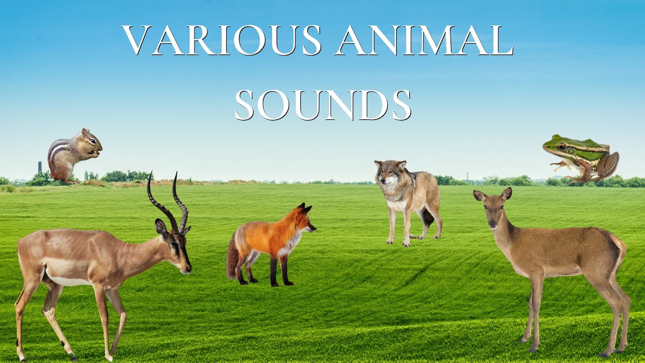 Lovely Animal Sounds - Antelope, Deer, Fox, Wolf, Frog, Chipmunk - YouTube