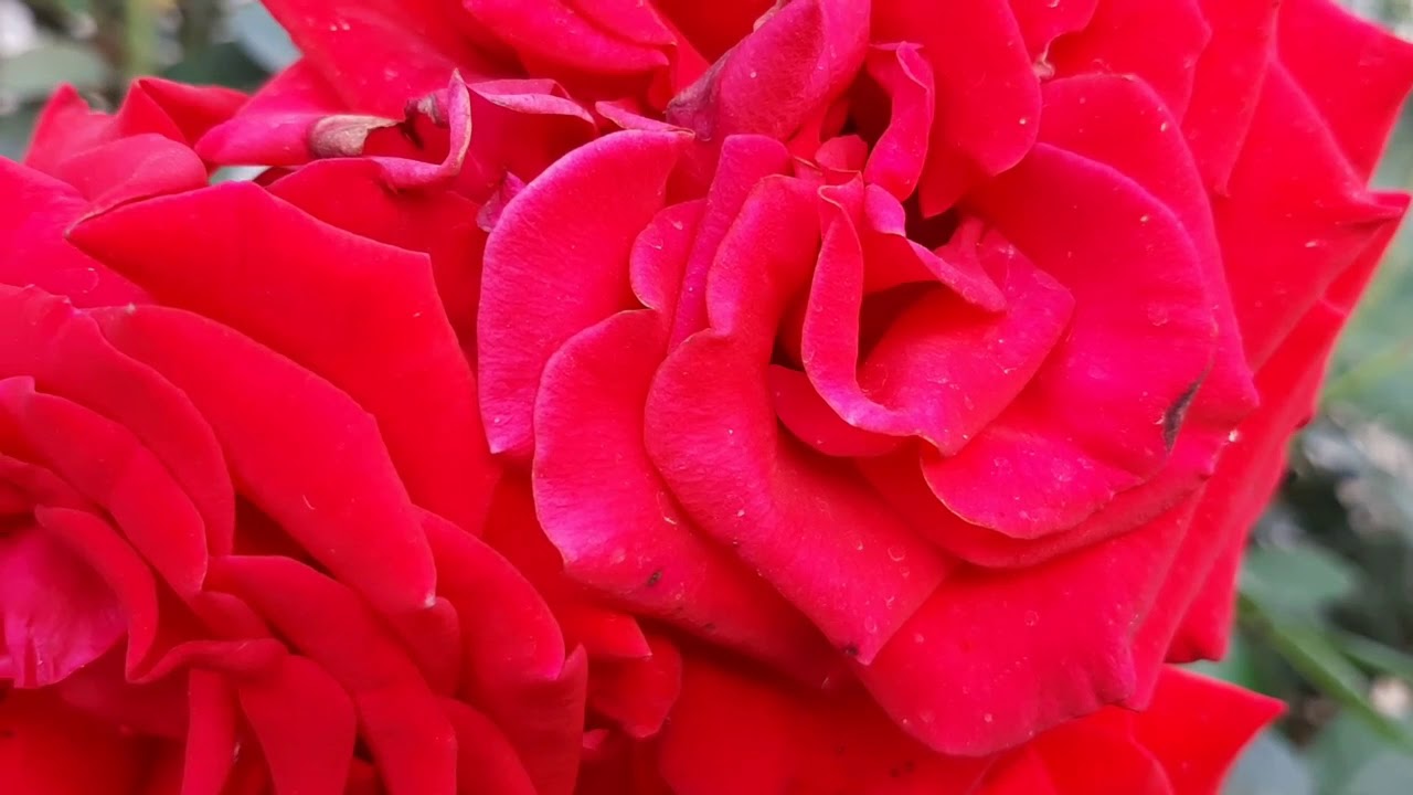 A MESMERIZING BUNCH OF ENGLISH RED ROSES IS MAGICAL - YouTube