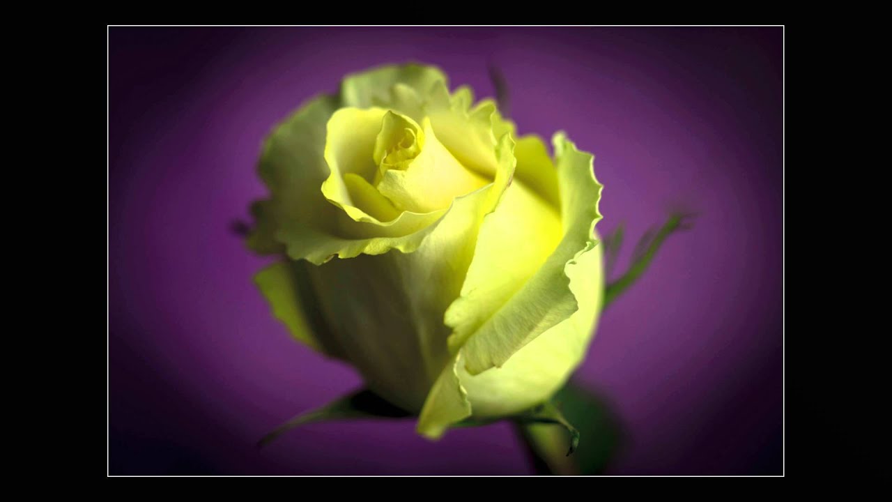 Flower Assignment Youtube 8523
