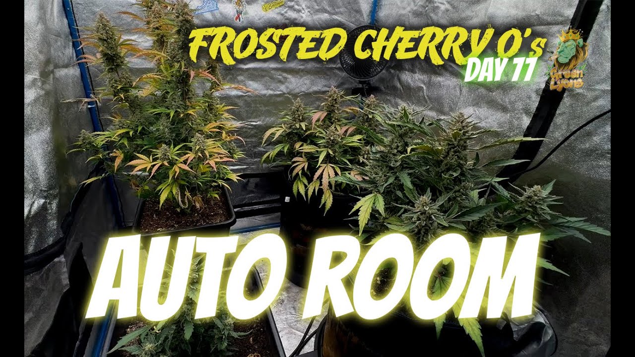 Frosted Cherry Os Autoflower AutoPot Living Soil Low Till | Easiest Way ...