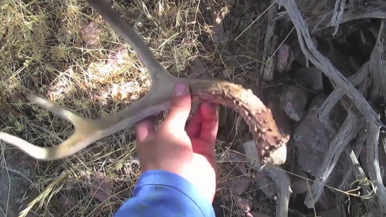 2016 Utah Archery Sheds Brandon Pitcher - YouTube