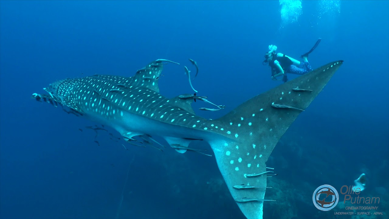 "Hannah the Whale Shark" Koh Tao, Thailand, Sony RX100V 4K Fantasea ...
