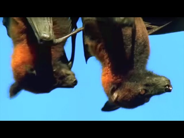Male Fruit Bat