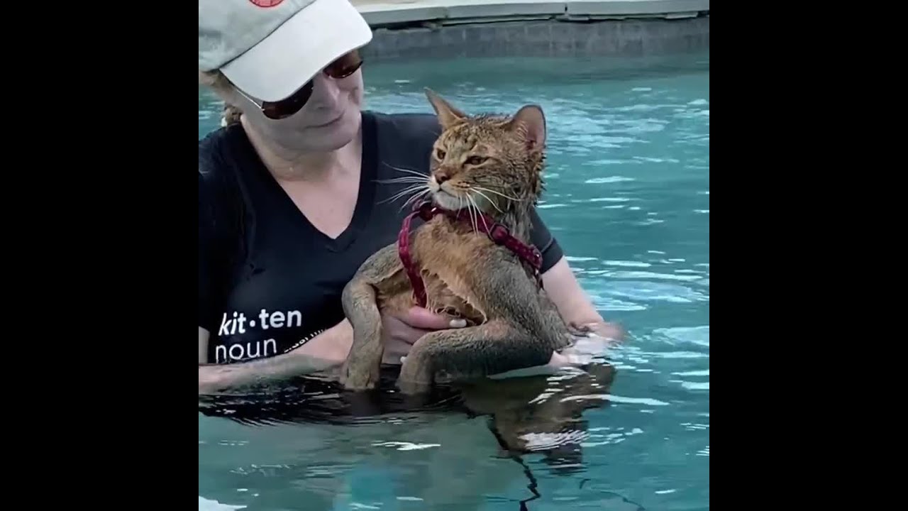 Cat swims in the pool with owner - YouTube