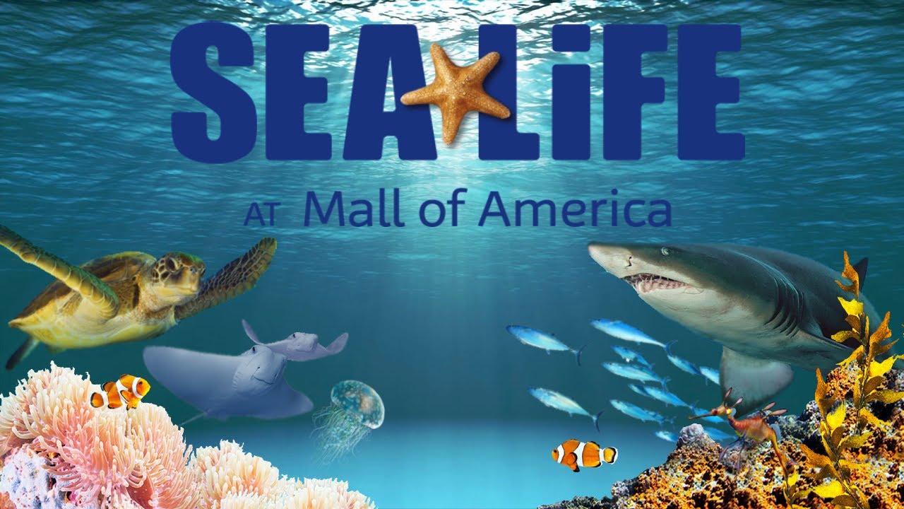 Sea Life at the Mall of America (Full Tour) | Ep. 14 - YouTube