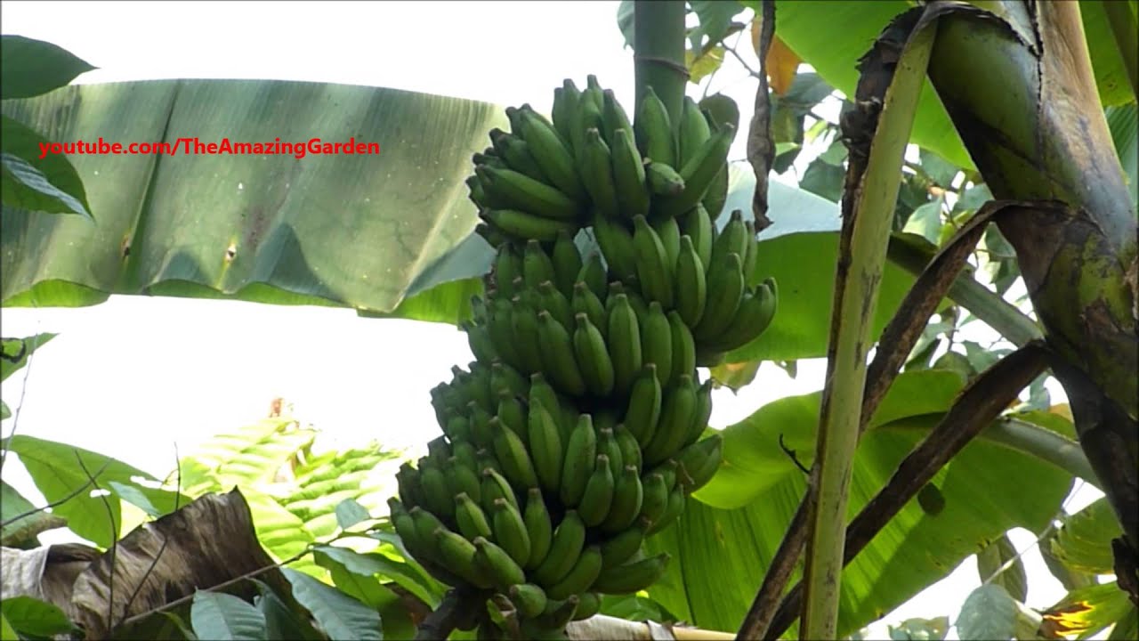 Pisang ceylon banana 🍌 plant - YouTube
