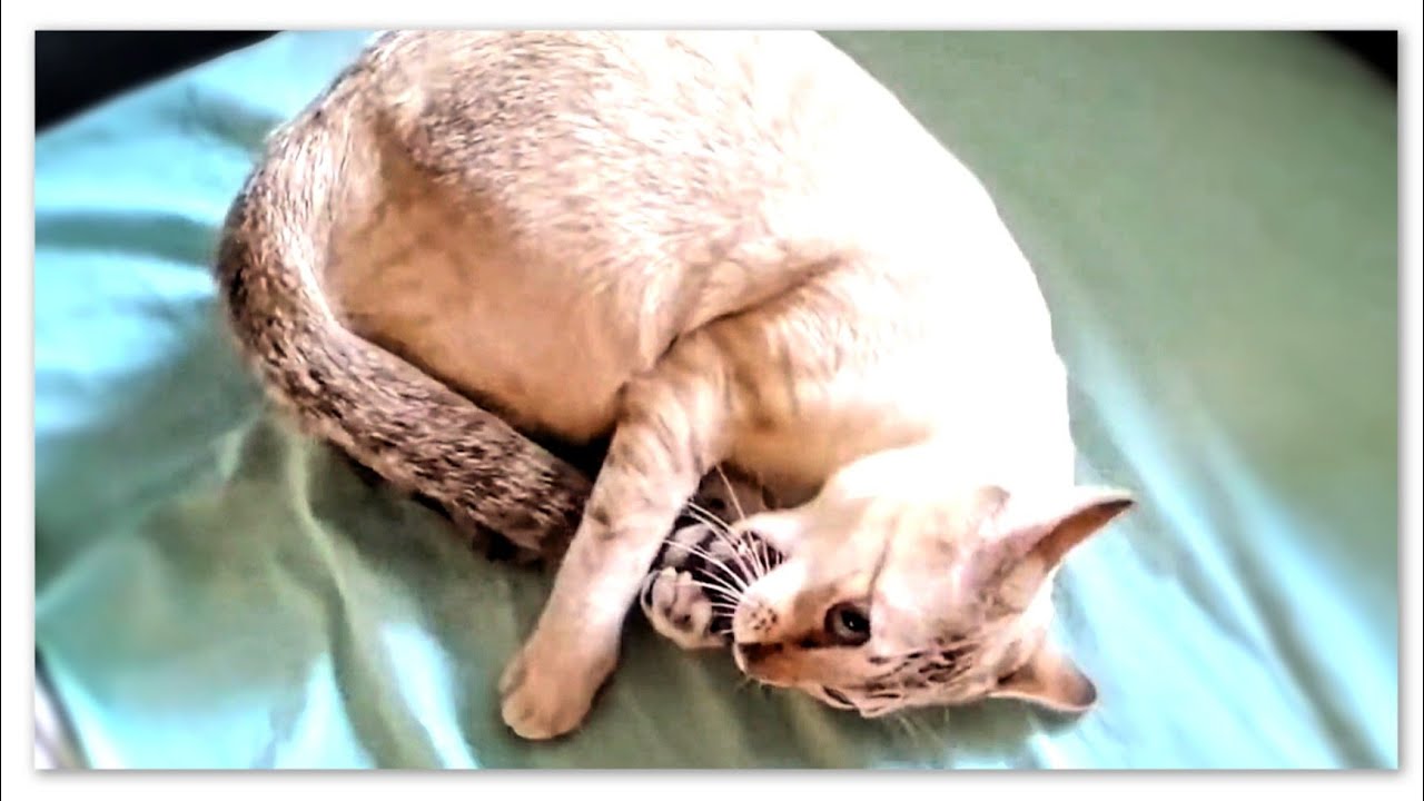 Cat chasing its own tail - YouTube