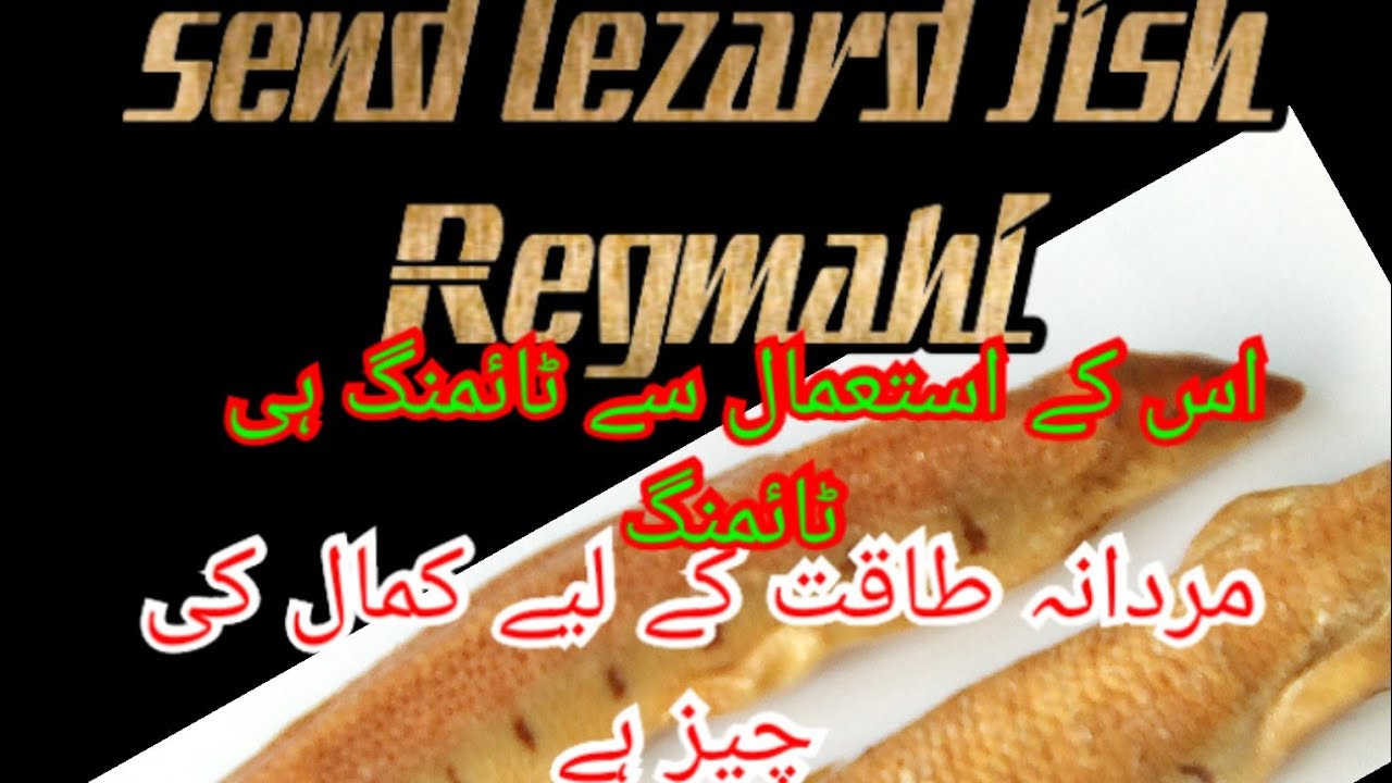 Sand lizard| amazing facts|sand tiger shark facts|amazing facts about ...