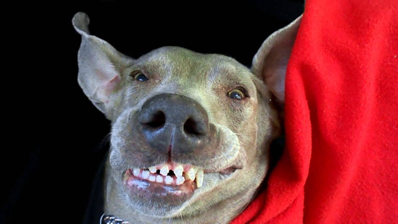 THE ULTIMATE DOG TREAT FARTS - YouTube