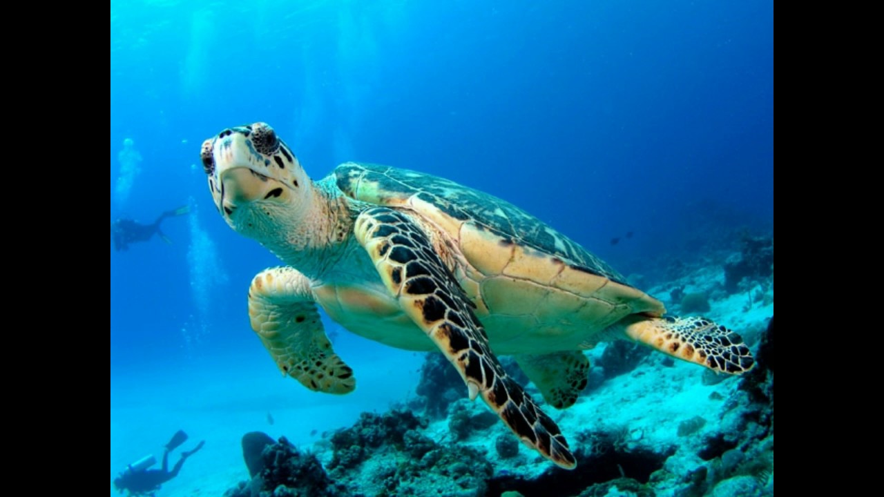 Loggerhead turtle conservation - YouTube