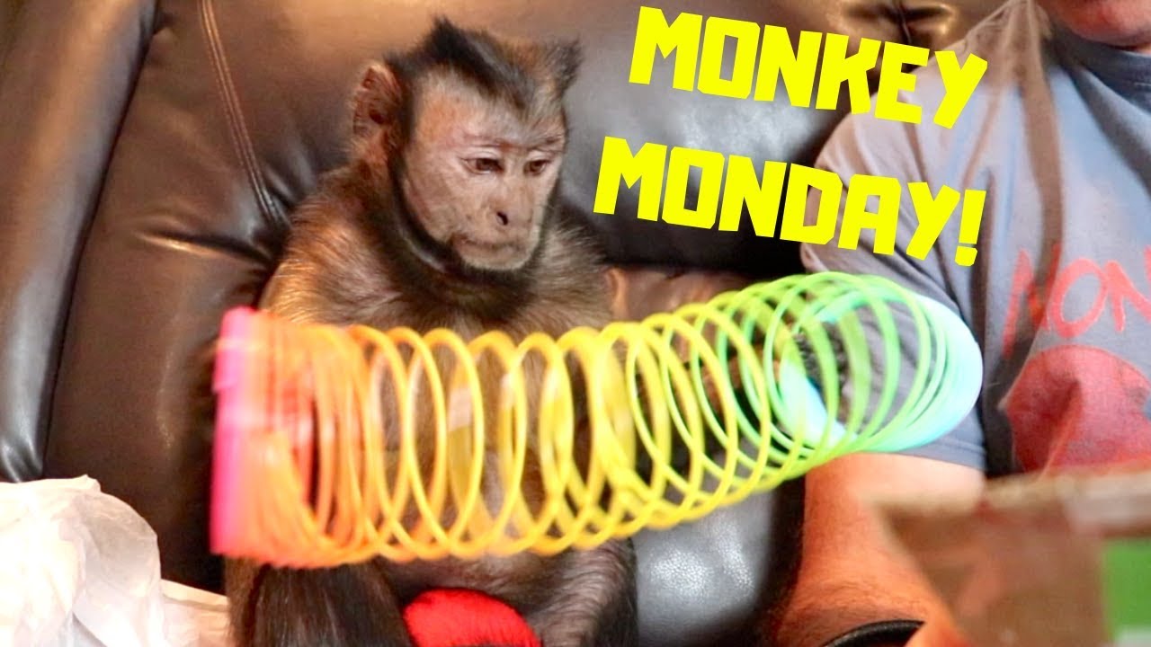 Monkey Monday Mail Time! Toys & More! - YouTube