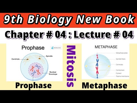 Mitosis Explained: Prophase| Metaphase| Kinetochore| 9th Biology New ...