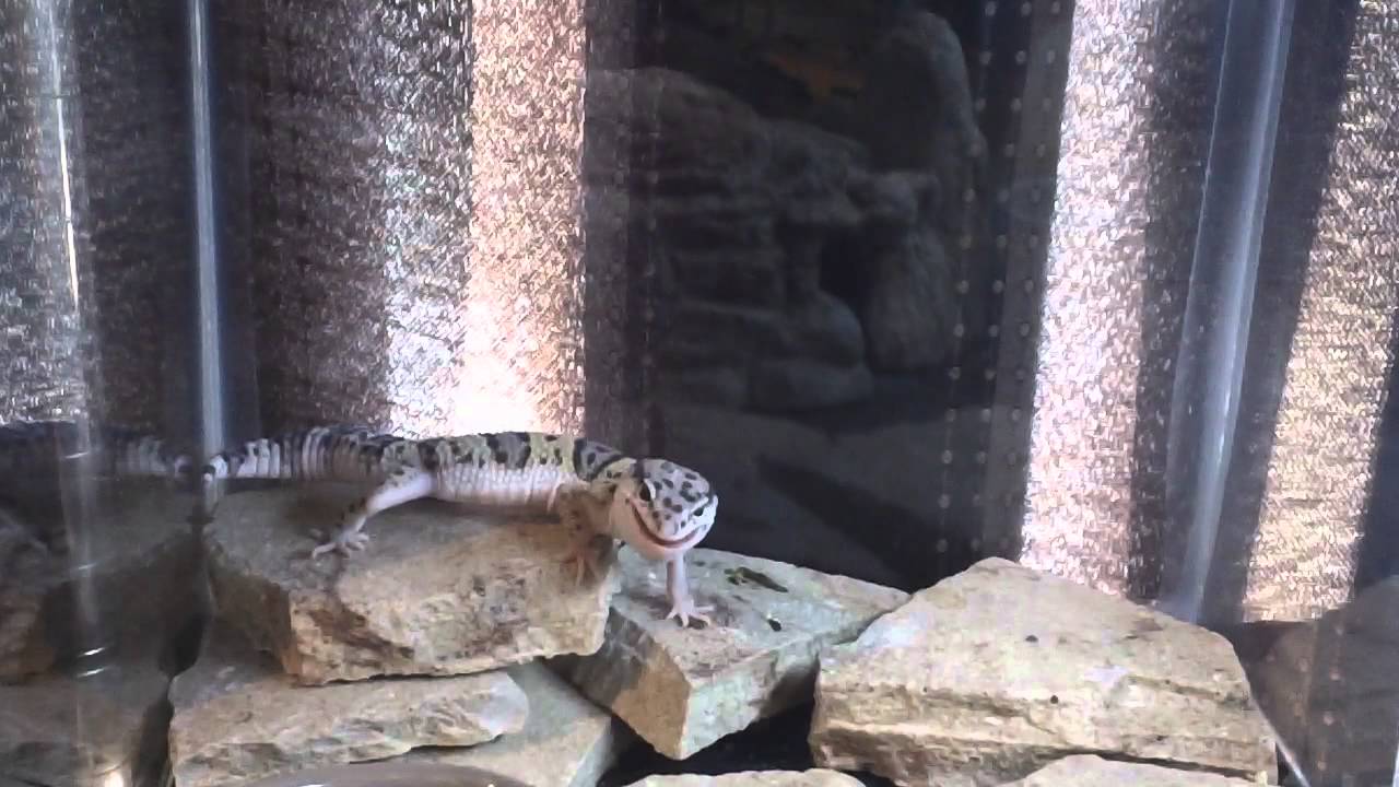 Jinx eating his first pinkie - YouTube